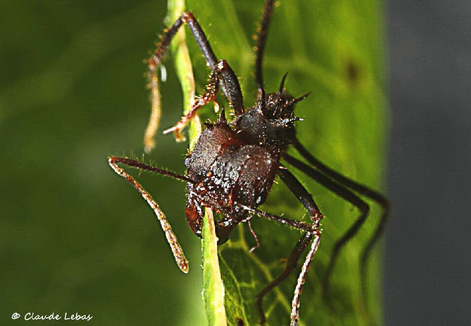fourmis de Cuba- Hormigas de Cuba- Ants of Cuba: Atta insularis