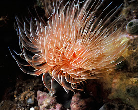 Real Monstrosities: Coco Worm