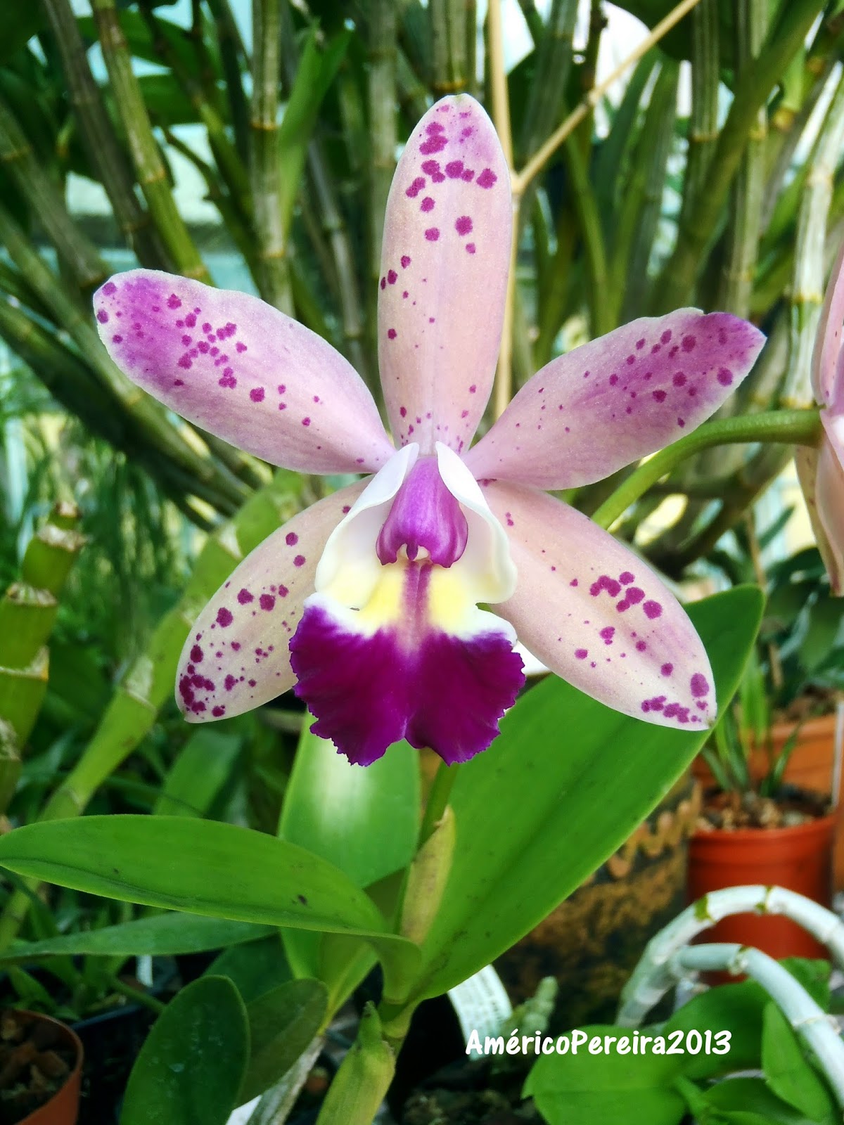 Orquídeas soltas: Lc. Tropical Pointer 'Cheetah' HCC/AOS