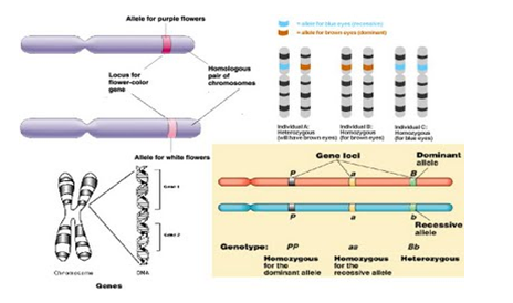 BELAJAR IPA BERSAMA BU ID: MENGUAK MISTERI MATERI GENETIKA