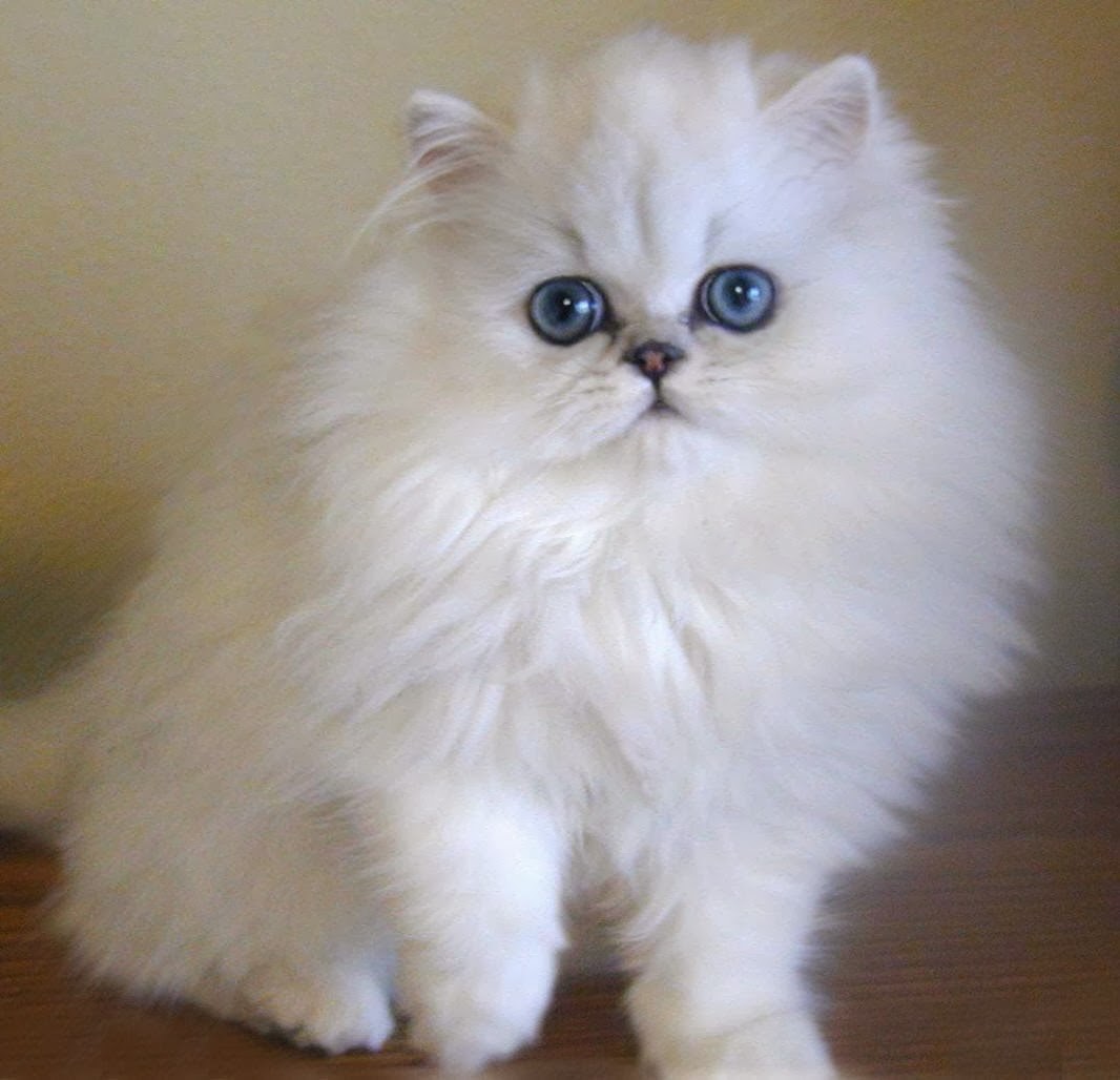 Angora gatos - Imagui