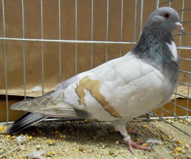 Cauchois pigeon - Pigeons fall