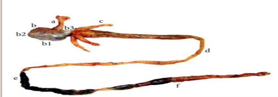 About fish intestine and theirs morphology