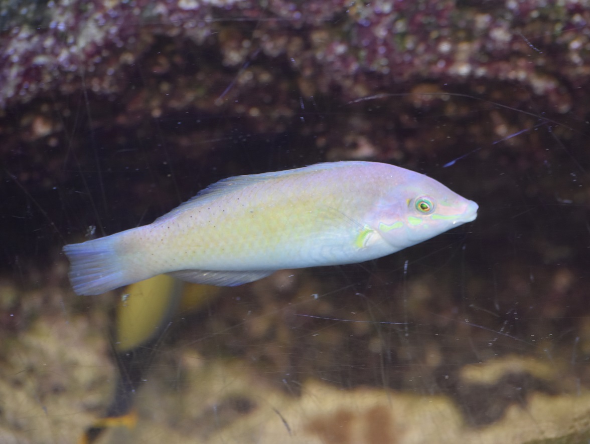 ZOOTOGRAFIANDO (6.100 ANIMALS): PEZ PASTEL VERDE / PASTEL-GREEN WRASSE ...