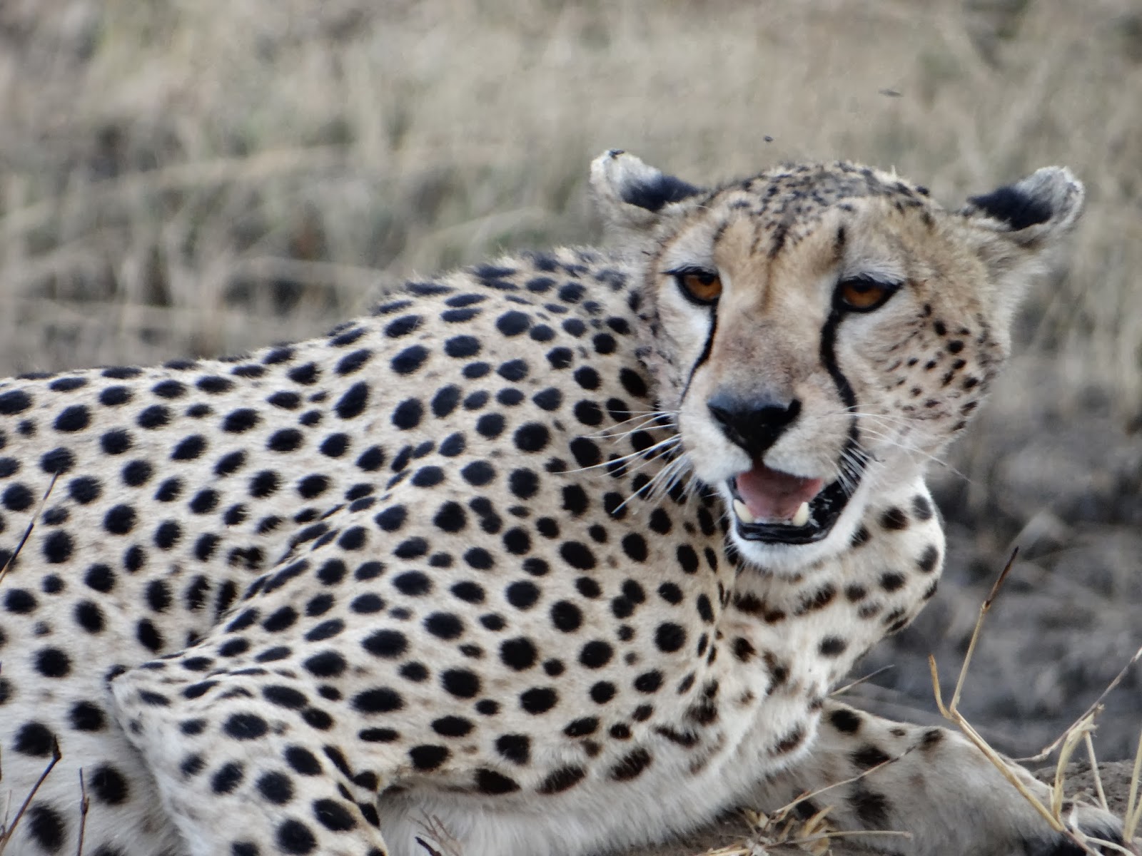 TIbloTA: Cheetah, non Ghepard?