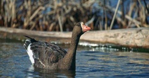 Hidden New Jersey: The wild goose chase: a rite of winter birding