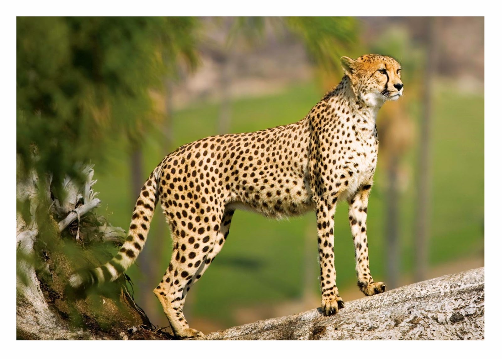 Quase Tudo 3: Músicas, Filmes, Vídeos, Futebol e etc.: ANIMAIS EM GERAL ...