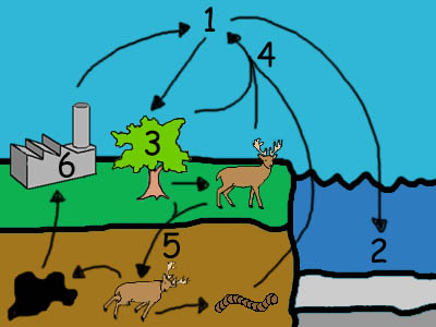 Emmies Skolarbete: Kolets kretslopp
