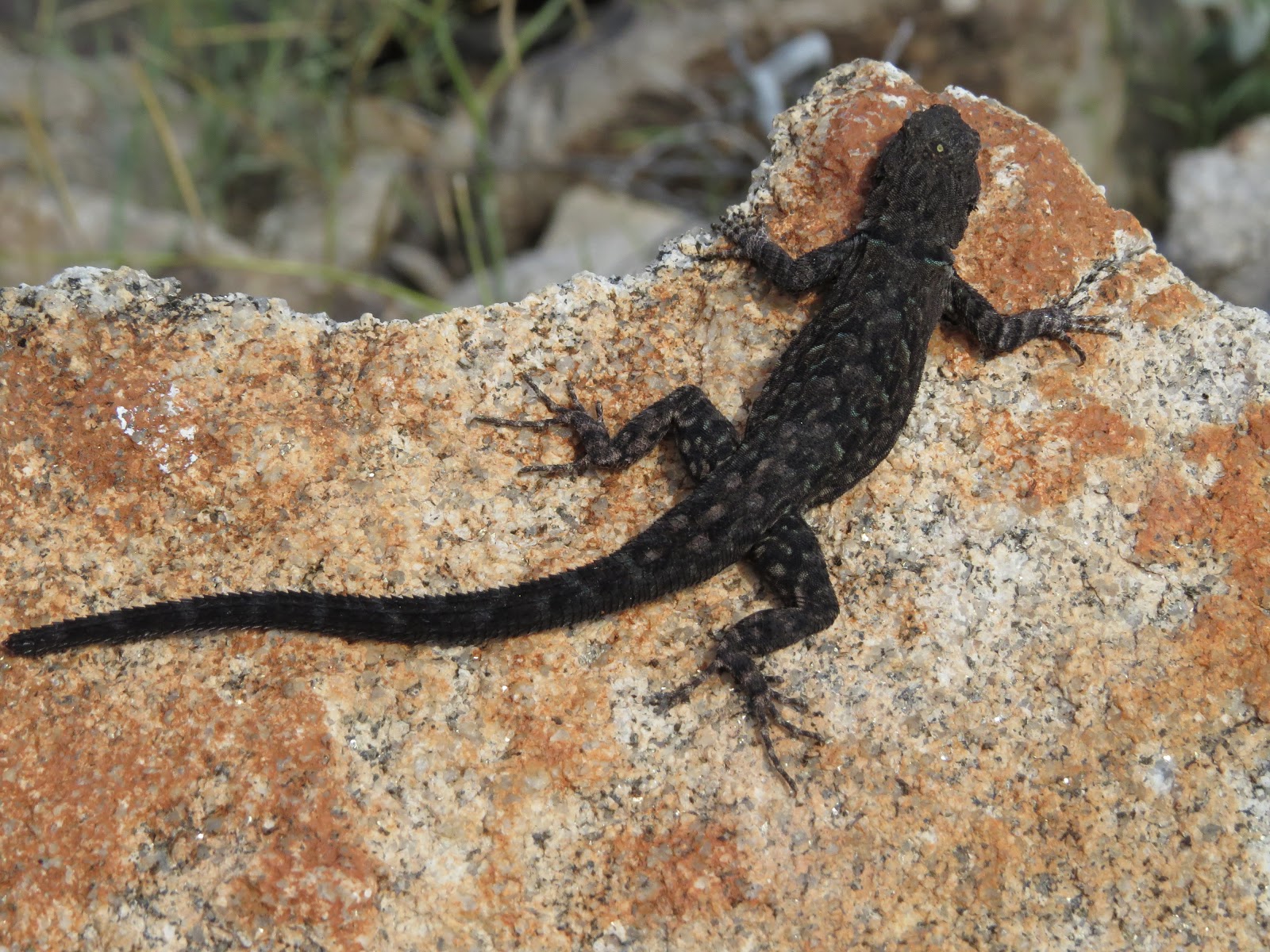Have Book, Will Travel: More Interesting Lizards
