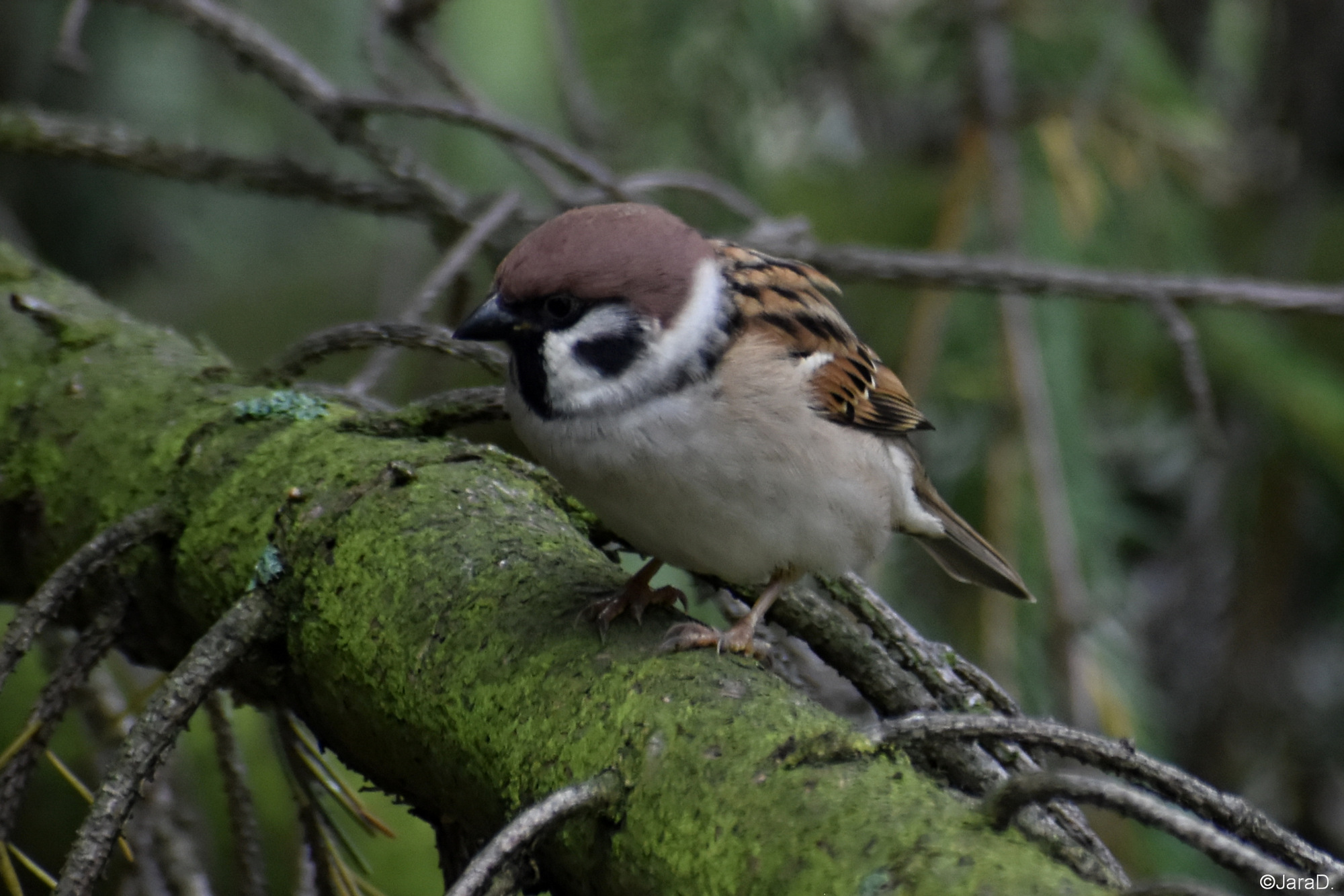 PŘÍRODA: Vrabec polní