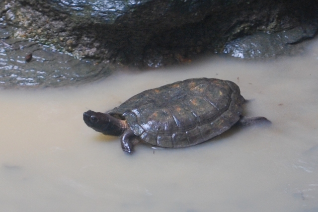 Singapore Wild Animals: Turtles and Tortoises