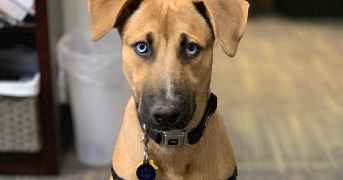 Great Dane Husky Mix Temperament, Size, Adoption, Price, Lifespan