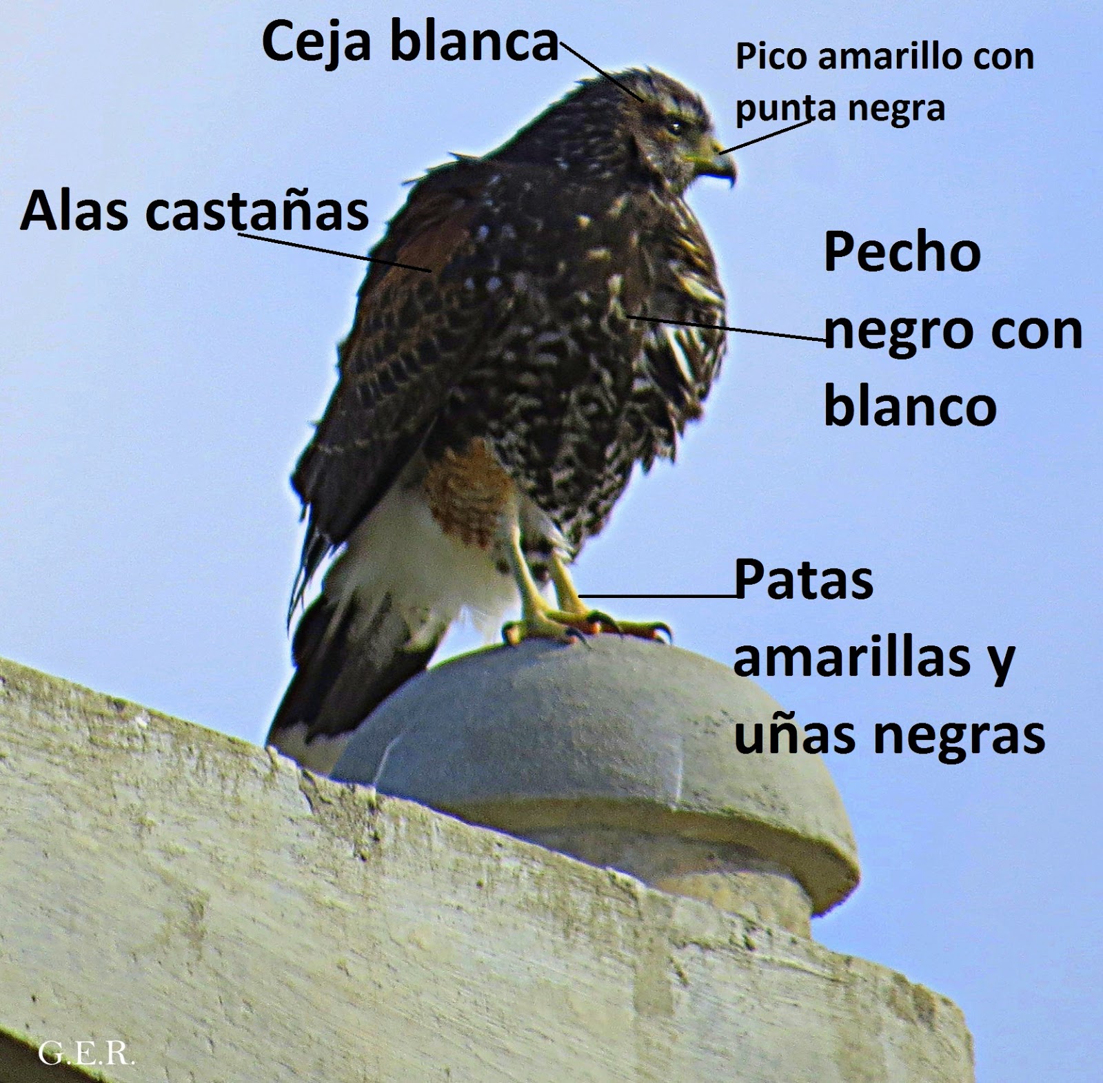 Aves del Golfo San Jorge: Gavilán mixto (Parabuteo unicinctus)