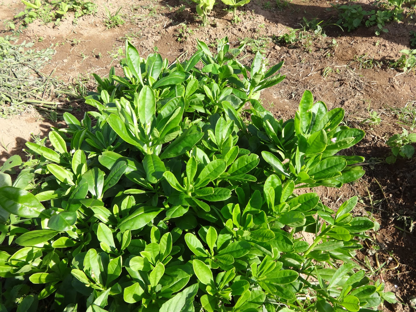 Herbs from Distant Lands: Talinum triangulare - Philippine Spinach ...
