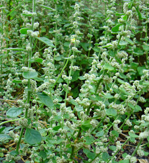 Herbalkart | The Online Herbal Store: Chhaya - Siru Peelai