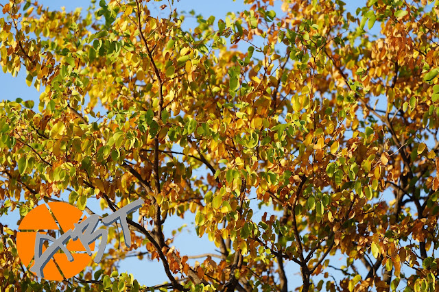 The Mopane tree and its importance #BotanyFriday