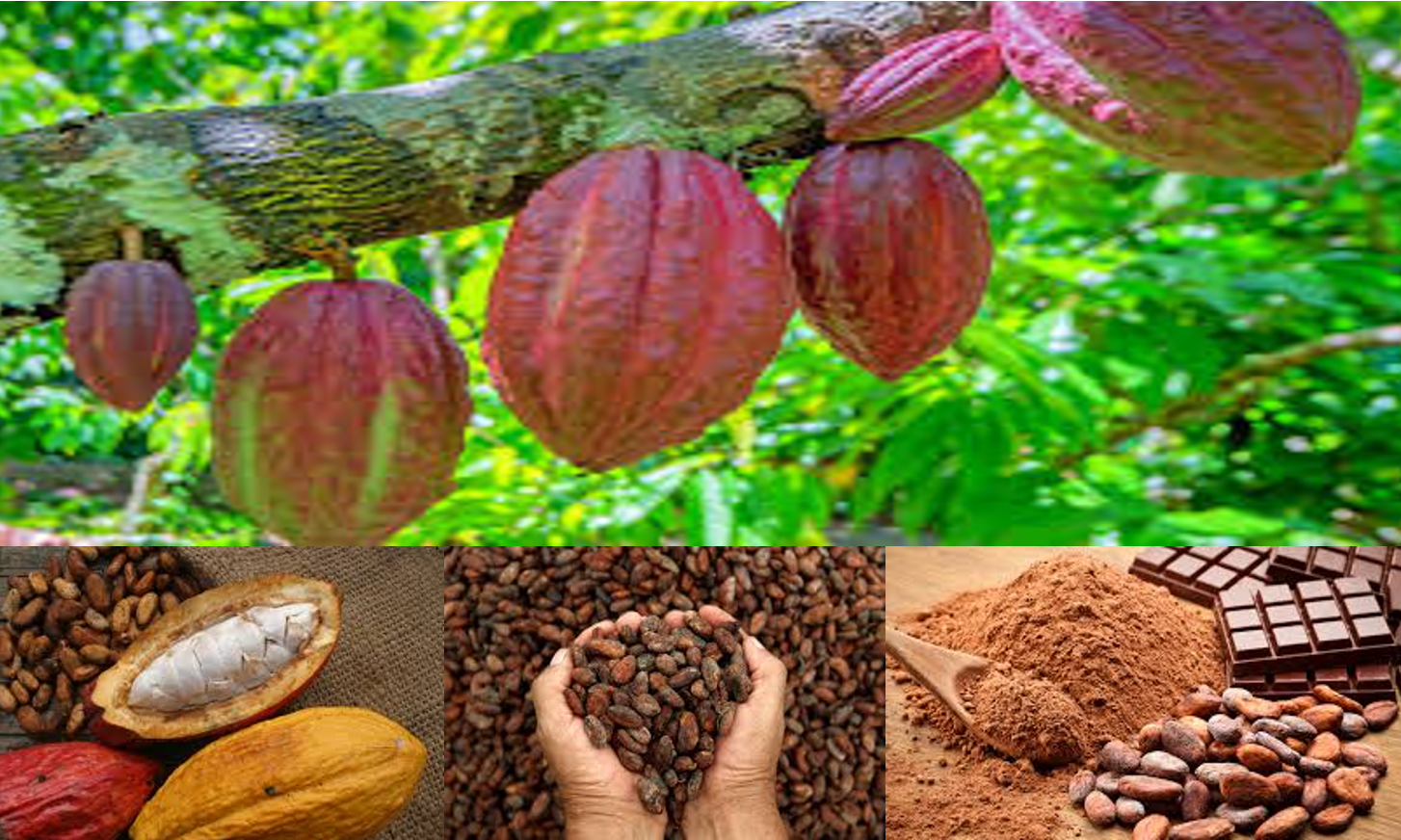 HISTORIA DEL CHOCOLATE