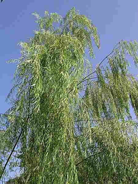 Jual pohon willow ( liang liu ) pohon pelindung sekaligus pohon ...
