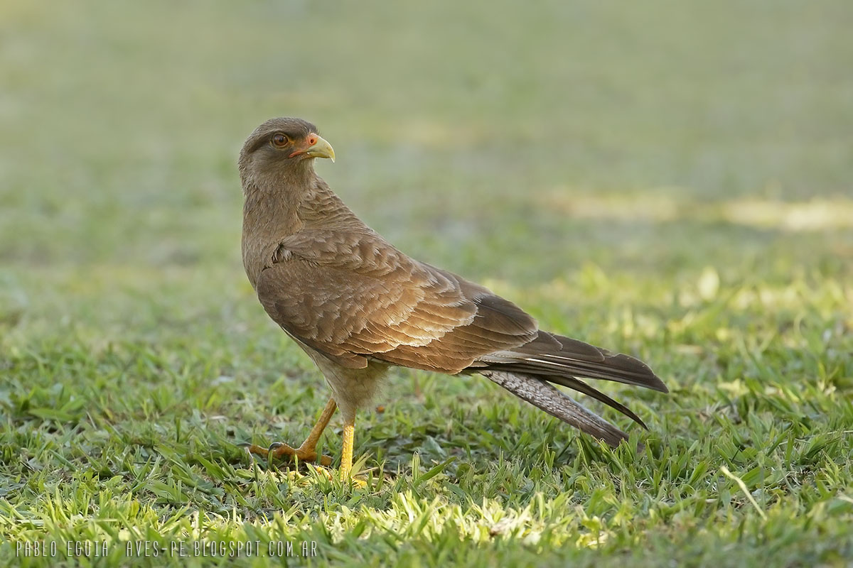 mis fotos de aves: Phalcoboenus chimango Chimango Chimango Caracara
