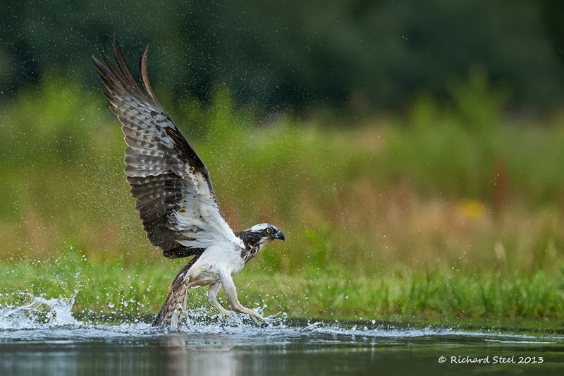 Wildlife Photographic Journals: Rothiemurchus Ospreys - Day 2 and a Bit