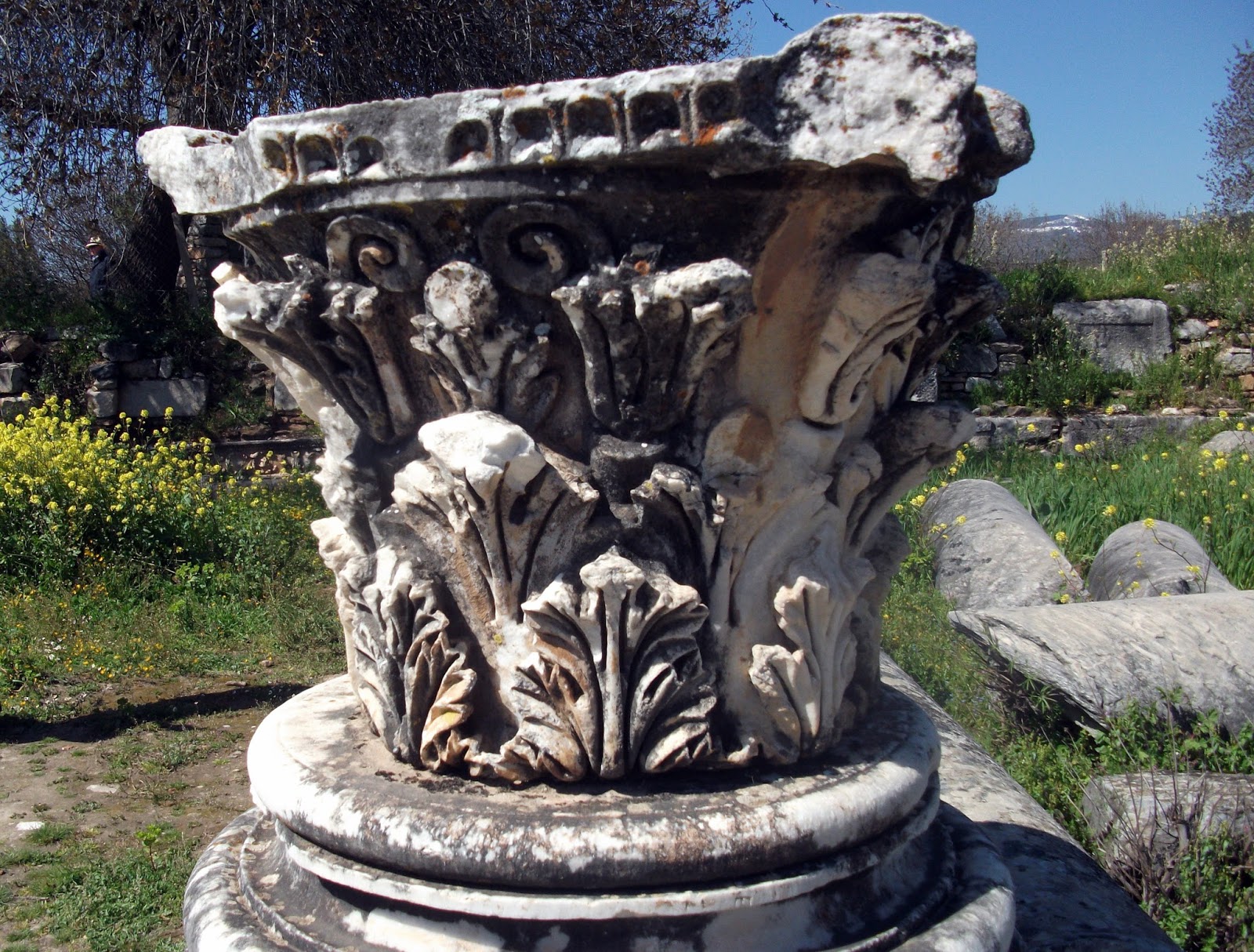 Cittaslow Botanik Park: AKANTUS ( Ayı pençesi )