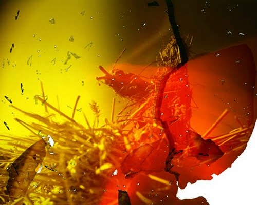 Inside Krystle's Eyes: Tom Drahos