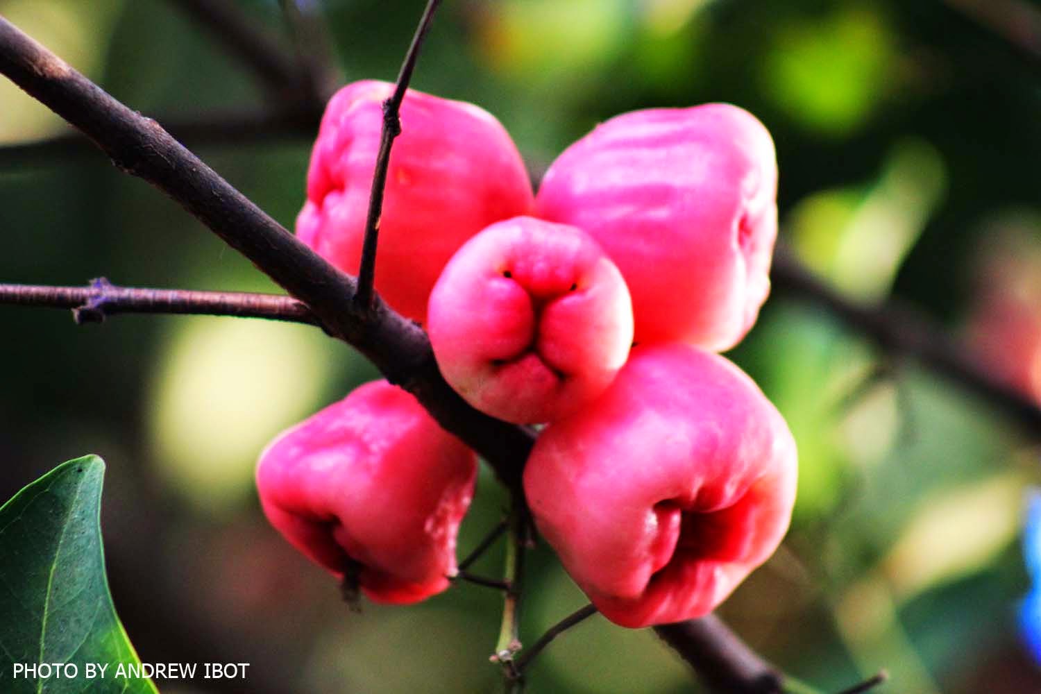 Ako si ANDREW IBOT!: Makopa