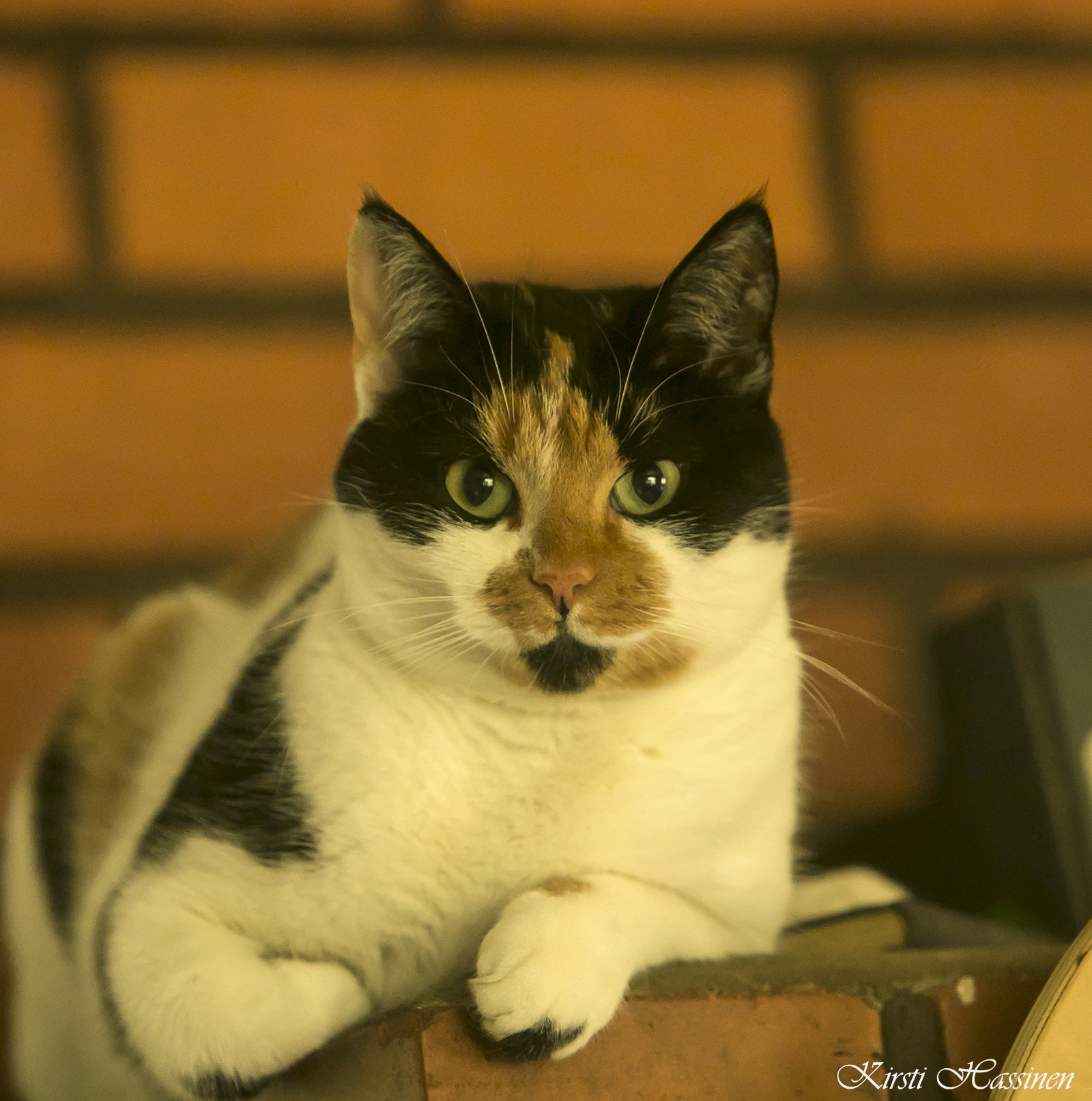 Maatiaismuori: Mansin kanssa kissoja tapaamassa