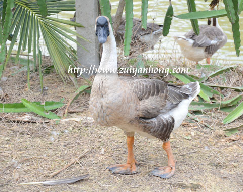 Sweet Memories Of ZuiYanHong: Malacca Jasin Selandar Farm