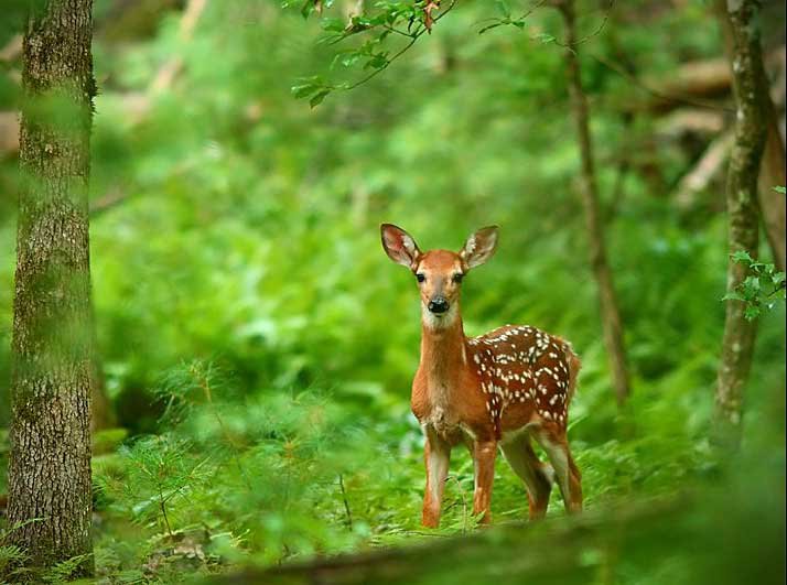 GSMNP - HIKER: Approaching Wildlife While Hiking , Camping or Auto Touring