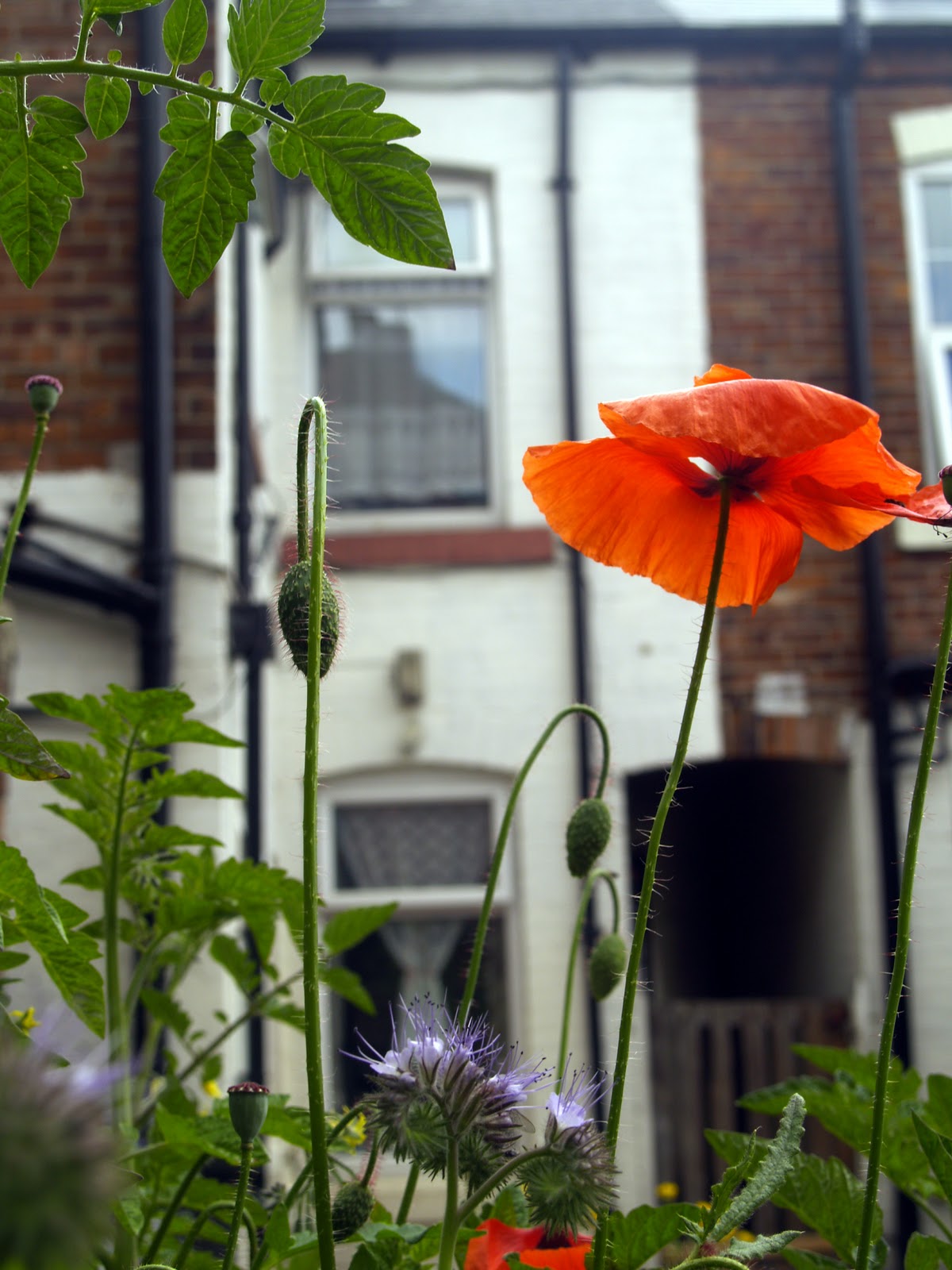 memori di bumi Eropah: aktiviti musim bunga...2011...di UK