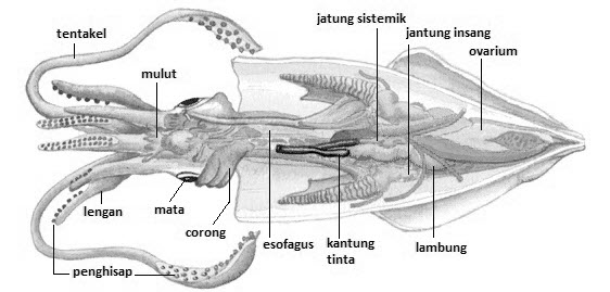Struktur Tubuh Cumi Cumi Dan Fungsinya Berbagai Struktur Porn Sex Picture