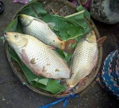 Popular Fishes In Odisha - Odia Khana Khazana | Odisha Recipes | Odisha ...