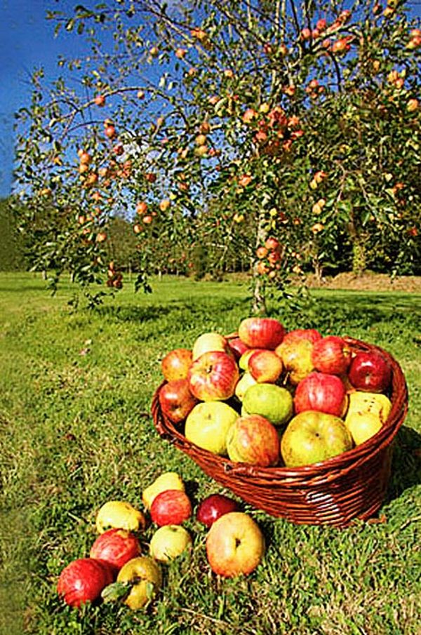 French Vocabulary Illustrated: verger