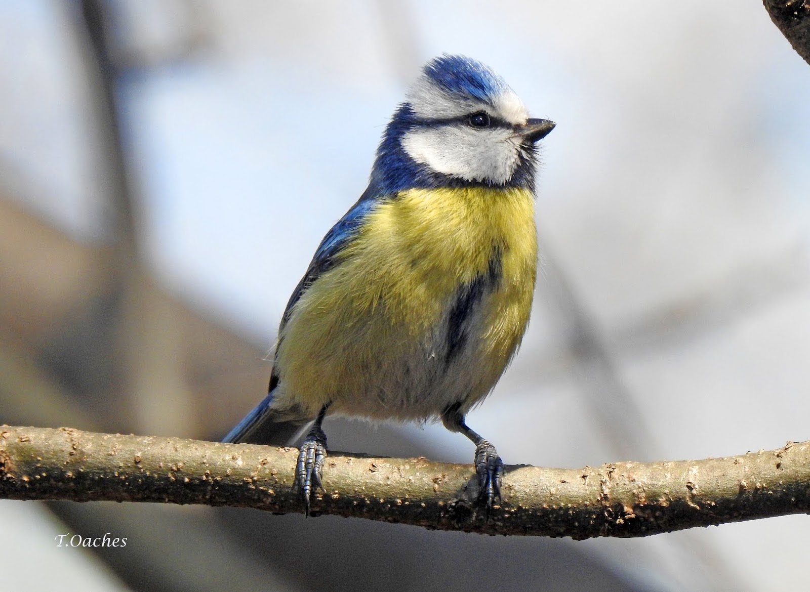 PASARI DIN ROMANIA: PITIGOI ALBASTRU (1), Cyanistes caeruleus