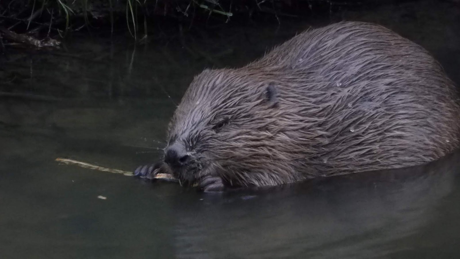 Natuurnotities Monique Smulders: Bevers in de Geul