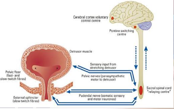 Toilet training part-1