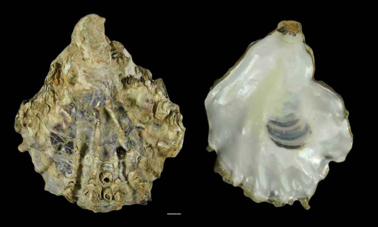 Oyster shell (Muli)-Ostrea gigas-Ostrea talienwhanensis-Ostrea ...