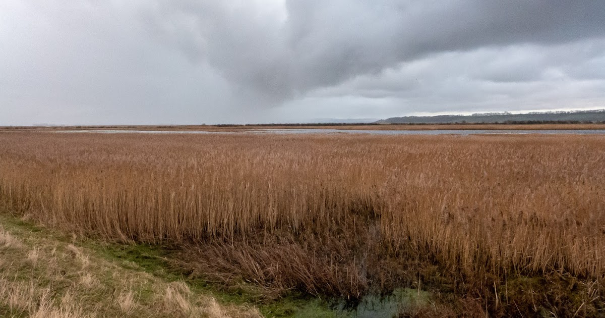 Mike's Natural Musings: A Walk at Alkborough Flats.