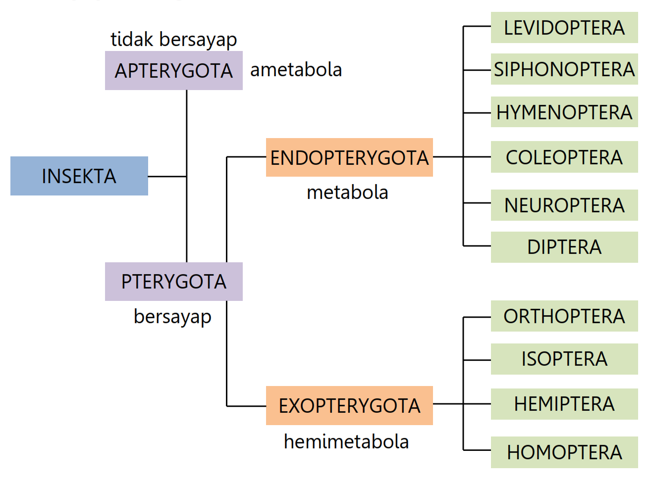 Arthropoda : Pengertian, Klasifikasi, Kelas, Karakteristik, Sistem ...