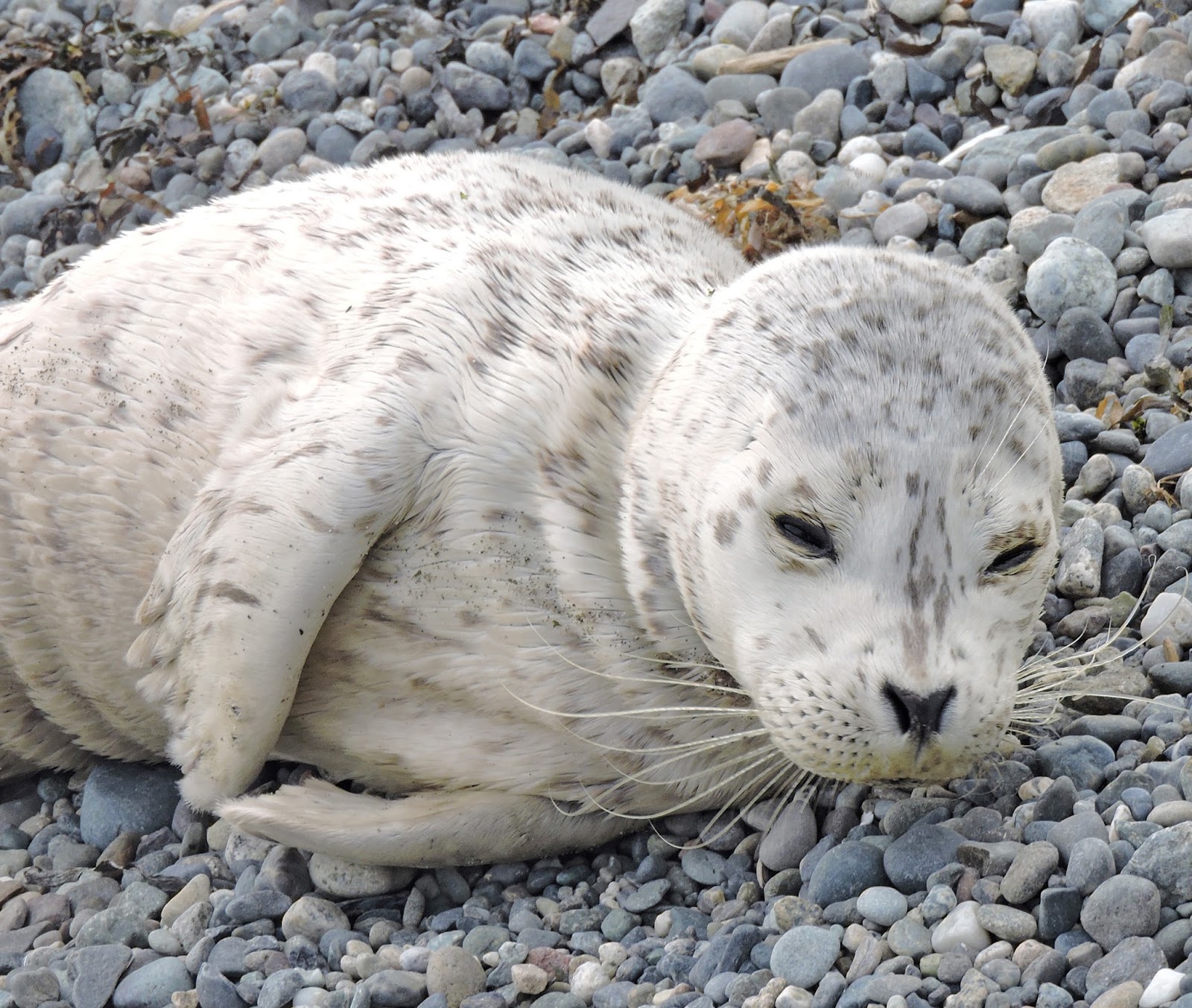 Cactus Lake Daydreams: Seal Cub Rescue