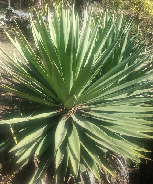 रामबांस (Americal agave)