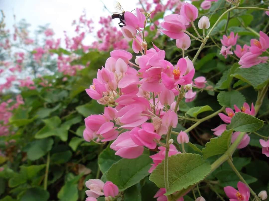 Nur Hafizah Sharudin's Blog: BUNGA AIR MATA PENGANTIN (Antigonon leptopus)