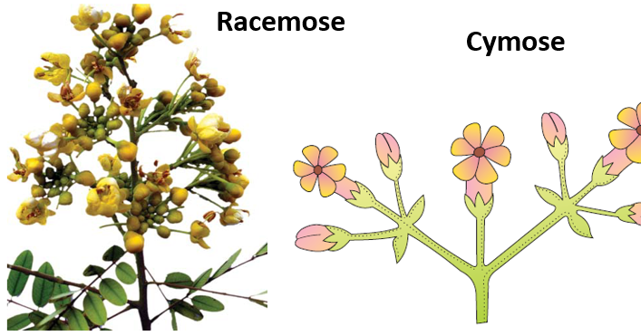Welcome to the Living World: Morphology of Flowering Plants - Notes ...