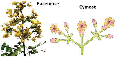Morphology of Flowering Plants - Notes | Class 11 | Part 4: The Flower ...