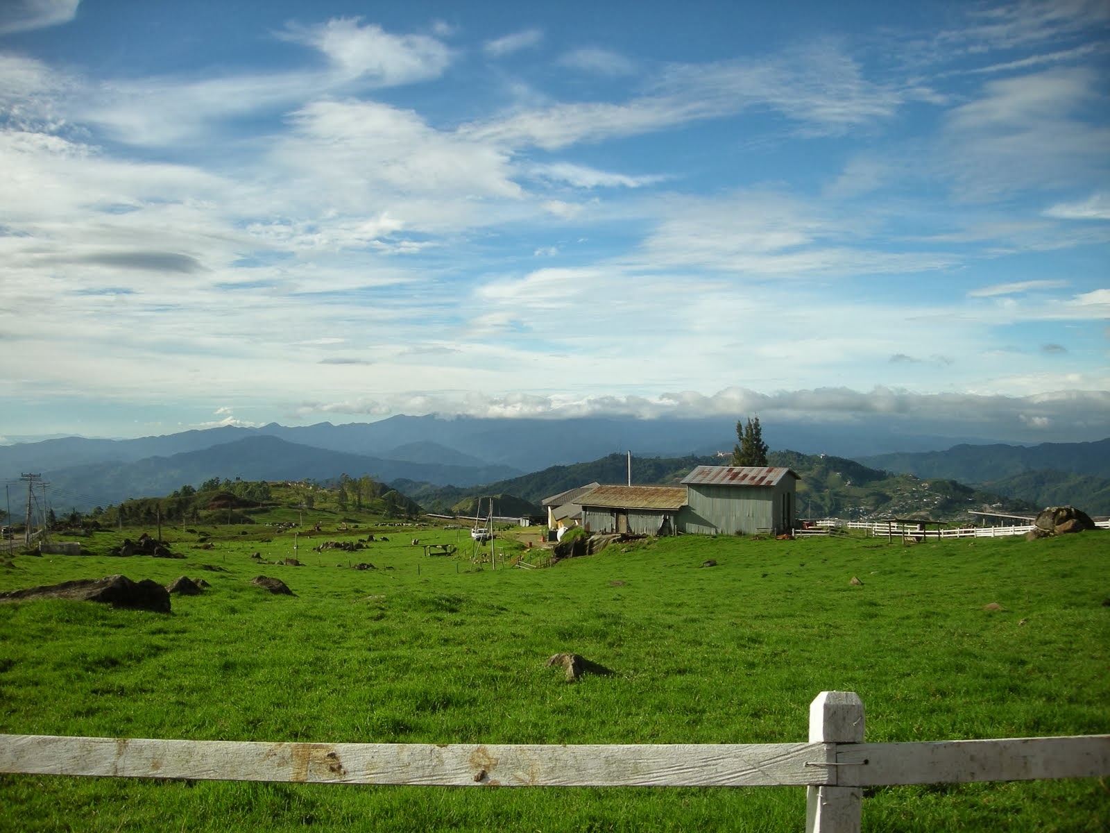 Borneo Destination: Desa cattle, Mesilau, Kundasang,Ranau