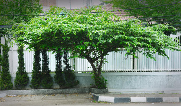 Flora and Fauna: Flora : Pohon Kersen