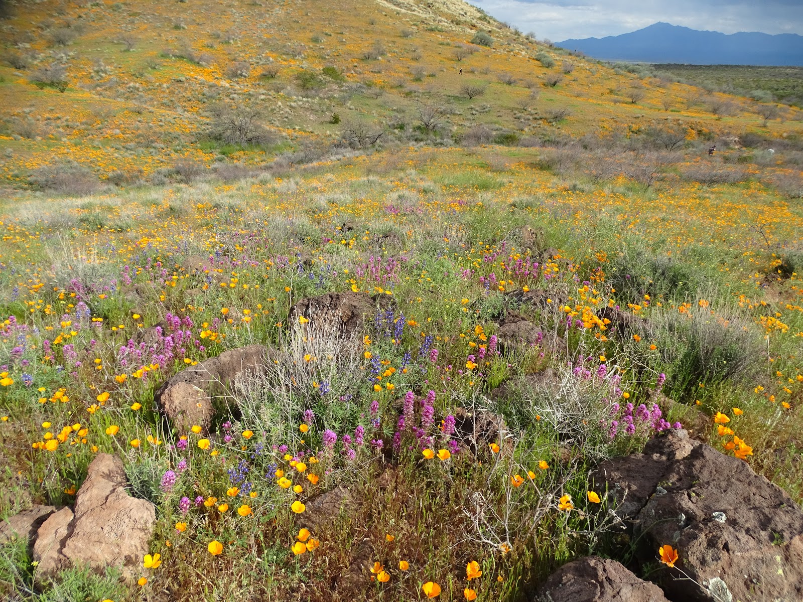 Prairiebreak: Superbloom on Peridot Mesa