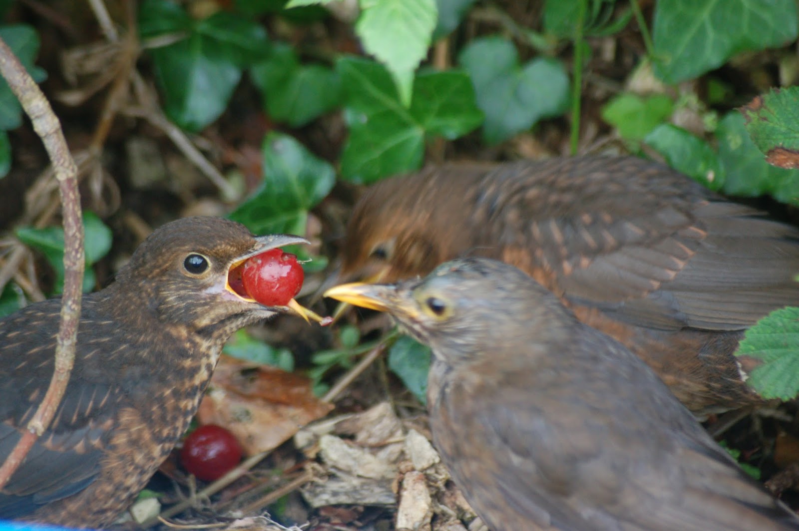 Daisy in the Garden: Gete -okosomin first flower