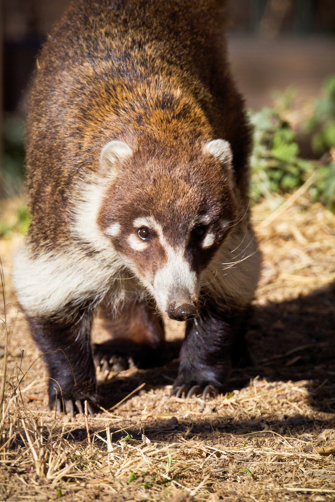 Feather Tailed Stories: White-nosed Coati